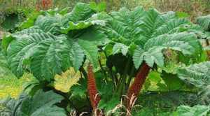 Una planta milagrosa: Investigación penquista reveló beneficios ...